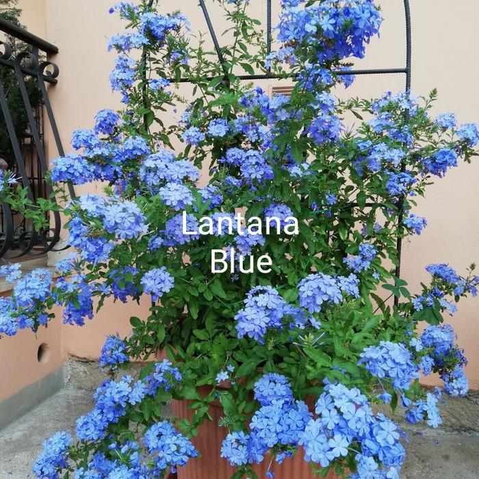 Jual Tanaman hias lantana bunga blue - Kab. Bogor - Only|Floris_Shop ...