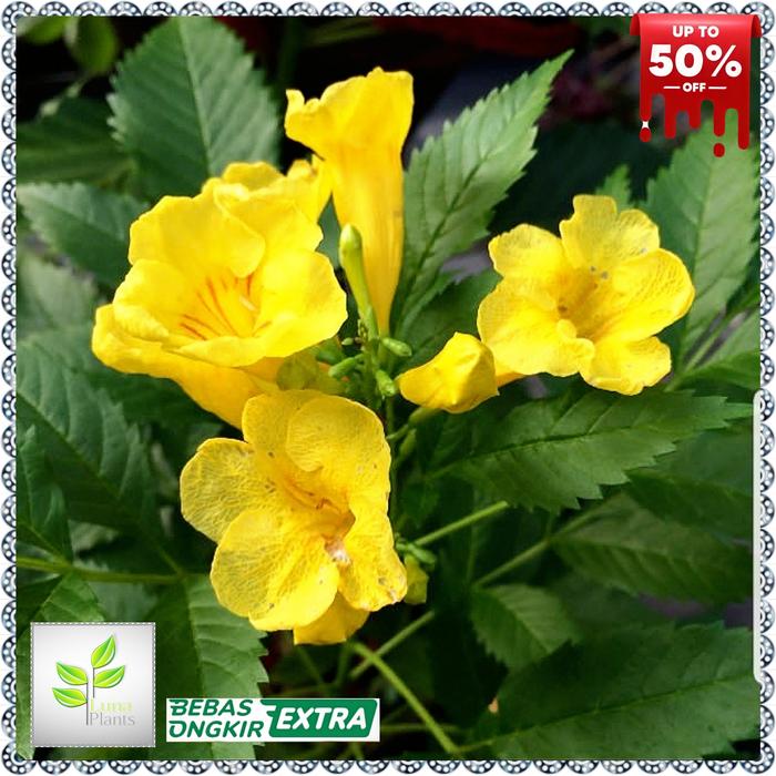 Jual tanaman bunga tecomaria - tanaman tekomaria bunga kuning - Kab ...