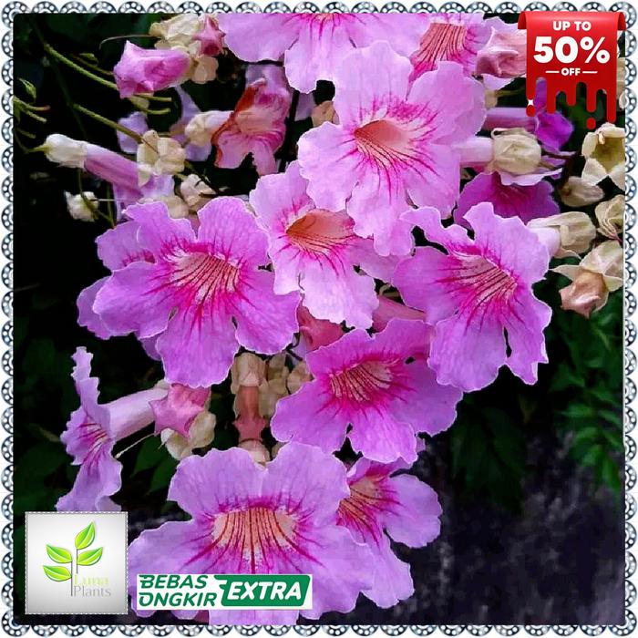 Jual tanaman bunga tecomaria - tanaman tekomaria bunga pink - Kab ...
