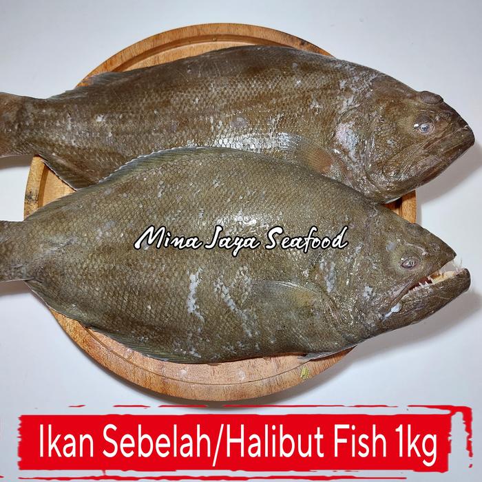 Jual ikan sebelah segar / Halibut fish / ikan laut / seafood - Jakarta ...