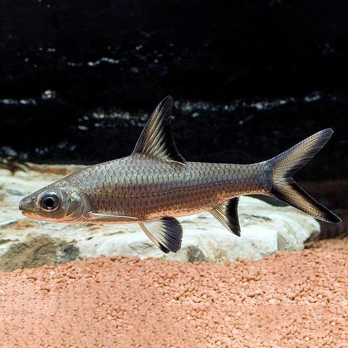 Jual Ikan Hias Bala Shark - Size 6cm - Kota Tangerang - Cupang Guppy ...