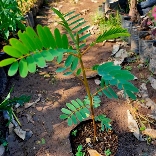 Jual bibit tanaman pohon kembang turi putih - Kota Bandung - bibit shop ...