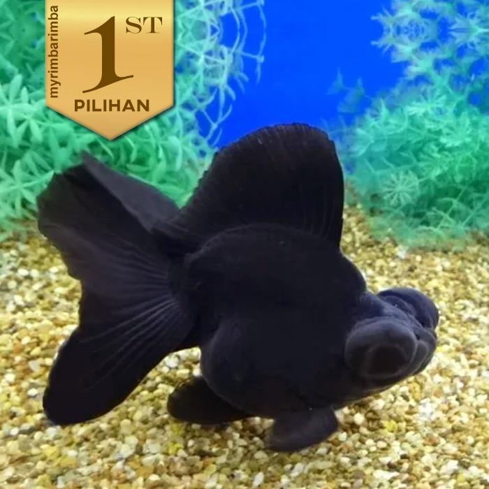 Jual Mas Koki Bulldog Hitam (L) Ikan Hias Kolam Hiasan Aquarium Tanaman ...