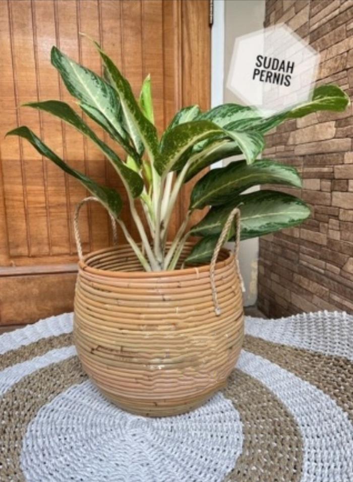 Promo Keranjang cover pot tanaman/ cover pot rotan alami aesthetic D 30 ...