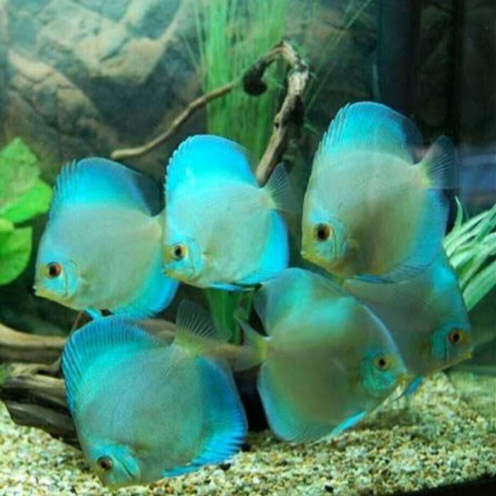 Jual discus diskus discuss blue diamond | ikan hias aquascape - Kota ...