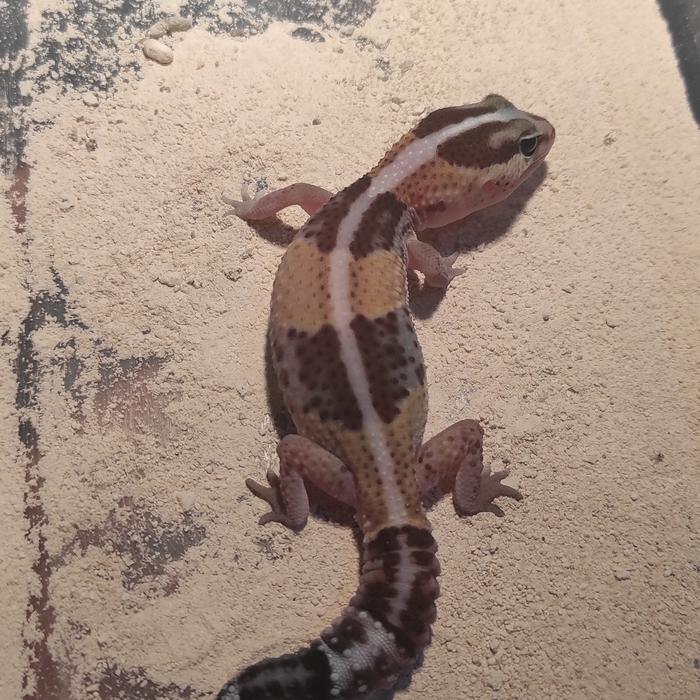 Jual Leopard Gecko AFT het Oreo 66% - Jakarta Selatan - Gecko glider ...