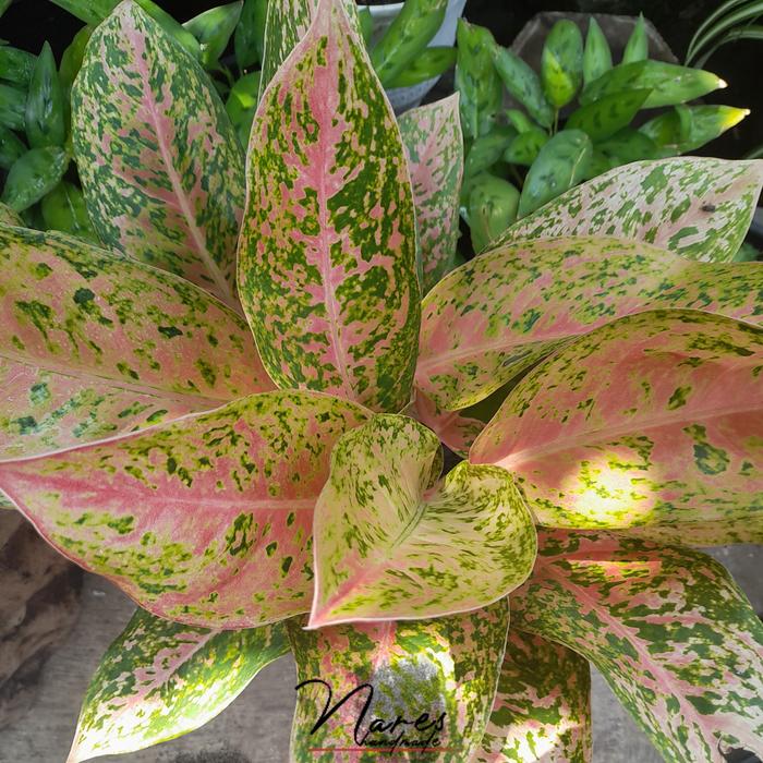 Jual Agronema Bigroy/ Tanaman Hias Agronema Dewasa - Kota Bandung ...