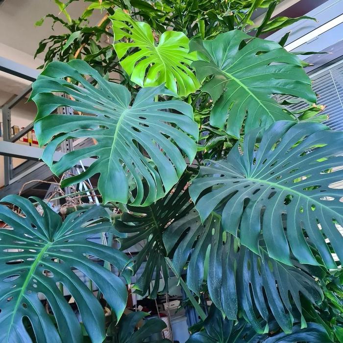 Jual tanaman hias monstera king jumbo monstera king besar monstera king ...