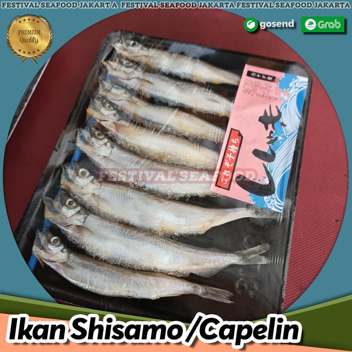Jual PROMO Ikan Shisamo/Ikan Cipung/Capelin Fish IMPORT Grade A ...