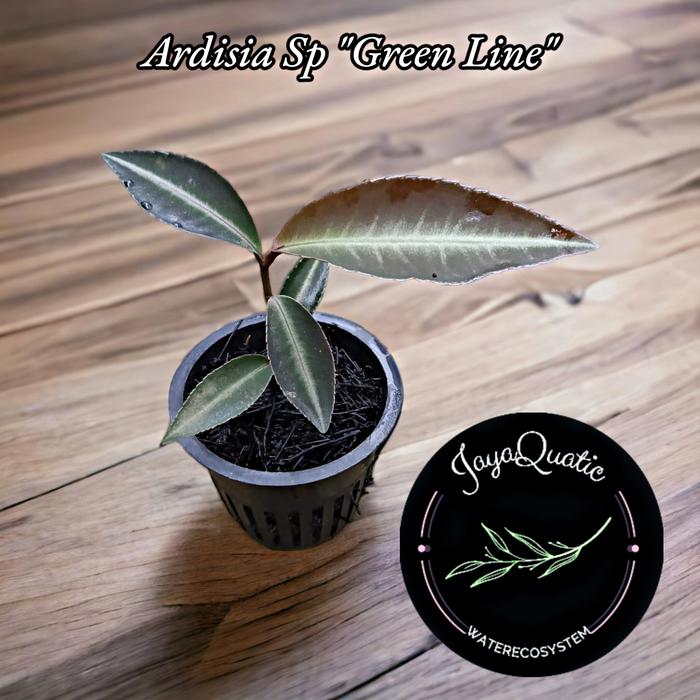 Jual Ardisia Sp Green Line - Tanaman Hias Paludarium Terrarium ...