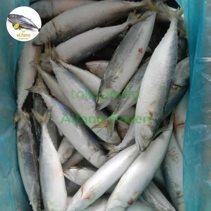 Jual ikan salem import iqf makarel size 6/8/10 (FROZZEN FISH) - Jakarta ...