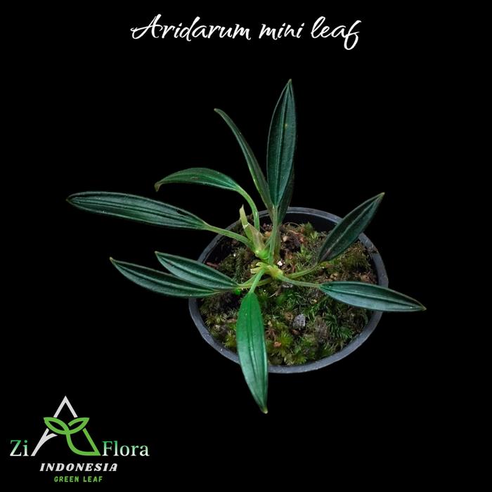 Jual aridarum mini leaf - tanaman/Terrarium/paludarium/vivarium - Kab ...