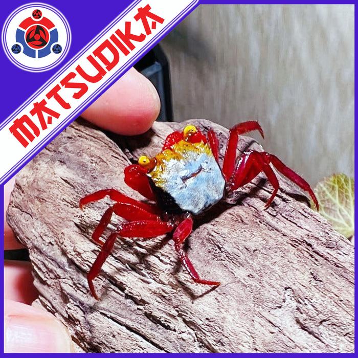Jual Kepiting Hias Air Tawar Red Rouxy Vampire Crab Aquarium Paludarium ...