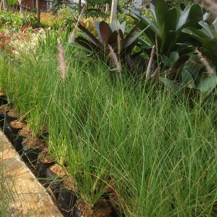 Jual tanaman hias love grass // Pennisetum setaceum // ekor kuda rimbun - Kab. Bogor - Alul ...