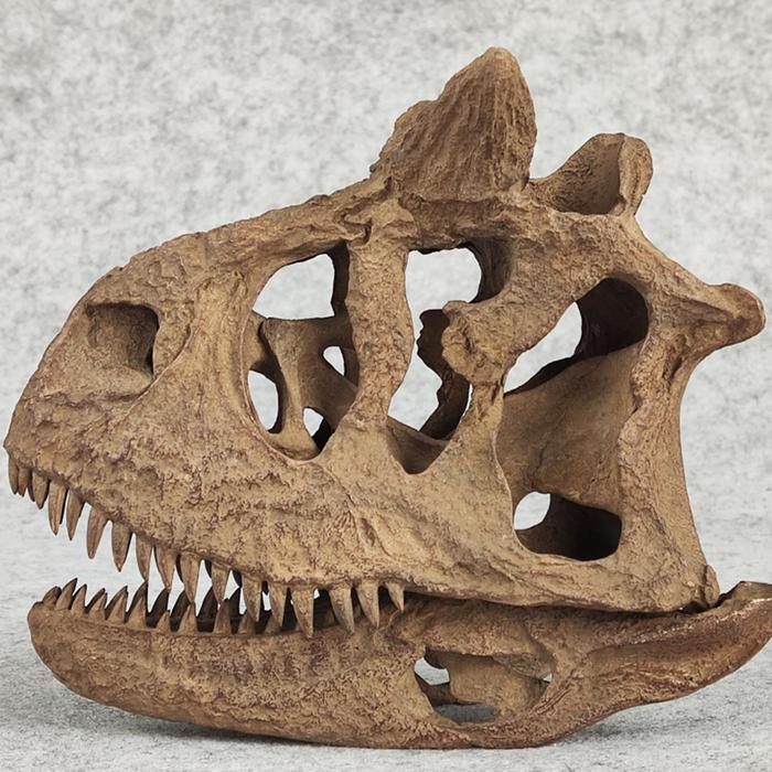 Jual Hotsale 14 Carnotaurus Skull Skeleton Model Abelisauridae Dinosaur ...