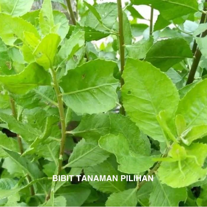 Jual Bibit beluntas luntas tanaman herbal sayur bluntas pohon lalapan ...