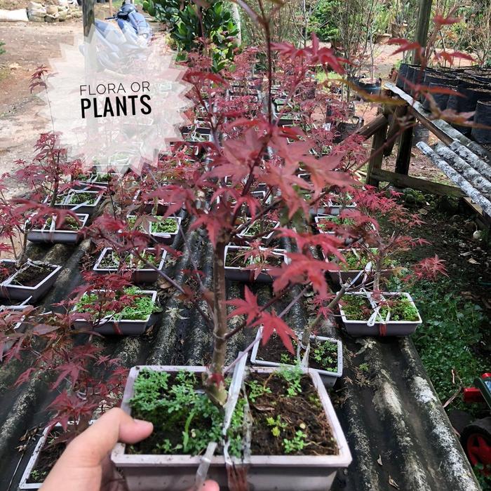Jual Bibit Pohon Maple Termurah || Cocok Untuk Hiasa Rumah || Free ...