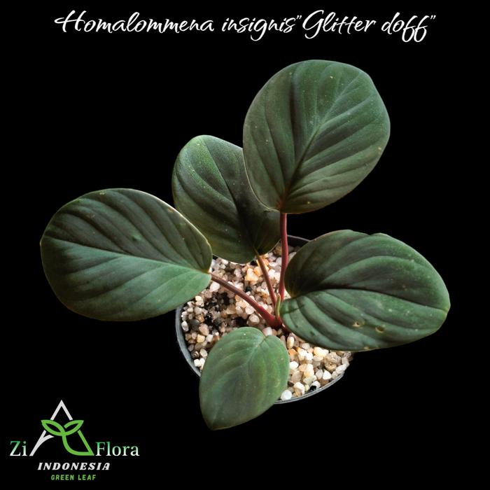 Jual Homalomena insignis"Glitter doff"-tanaman hias/paludarium ...