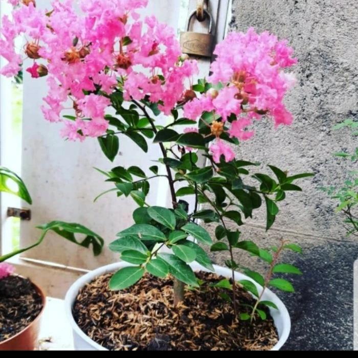 Jual Bibit Bunga Sakura Jepang | Tanaman Hias Bunga Sakura Jepang - Kab ...