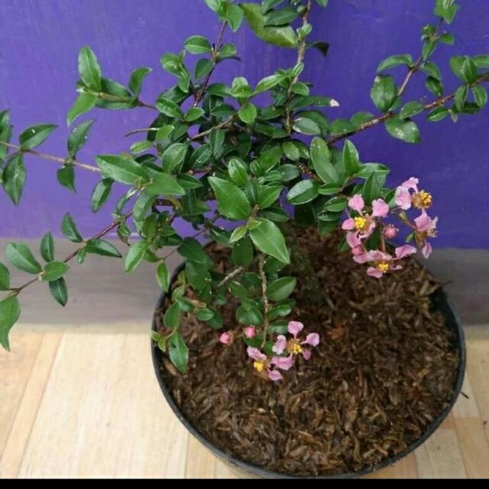 Jual Bibit Bunga Sakura Mikro | Bunga Sakura Mini | Bahan Bonsai - Kab ...