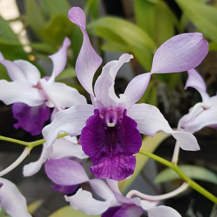 Jual Dendrobium Indonesia Raya Remaja - Ina Blue - Kab. Lumajang - Russ ...