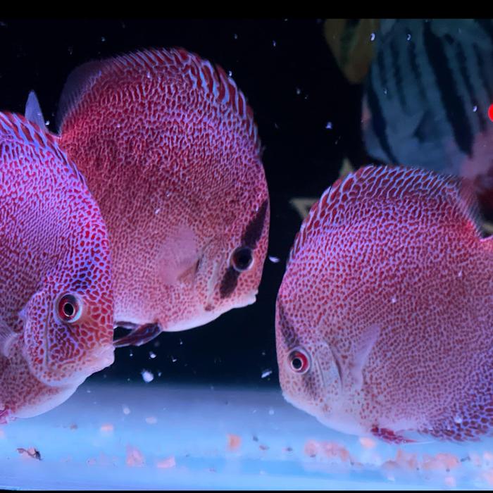 Jual ikan discus panthera x eruption | induk ukuran 4 inc | ikan air ...