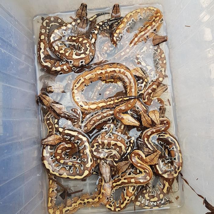 Jual ular dipong baby / blood python baby - Kota Tangerang Selatan ...