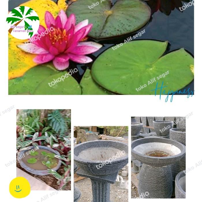 Jual tanaman hias air bunga teratai plus pot kolam//sepaket - Kota ...