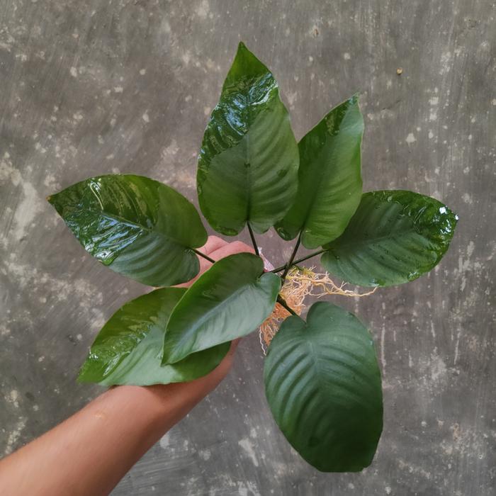 Jual anubias broadleaf jumbo tanaman aquascape | akuarium low co2 - Kab ...