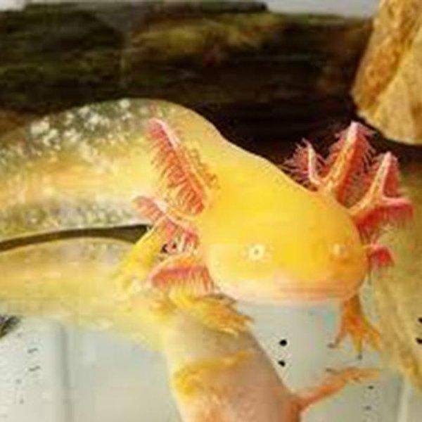 Jual AXOLOTL GOLDEN GOLD DOGFISH SALAMANDER WALKING FISH AIR TAWAR ...