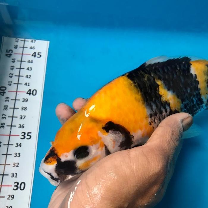 Jual IKAN KOI F1 KI SHOWA PUNUK - Jakarta Barat - jakartakoiblitar ...