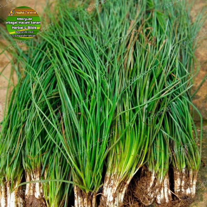Jual bibit tanaman kuncai bawang batak lucio atau tanaman kuncai ...