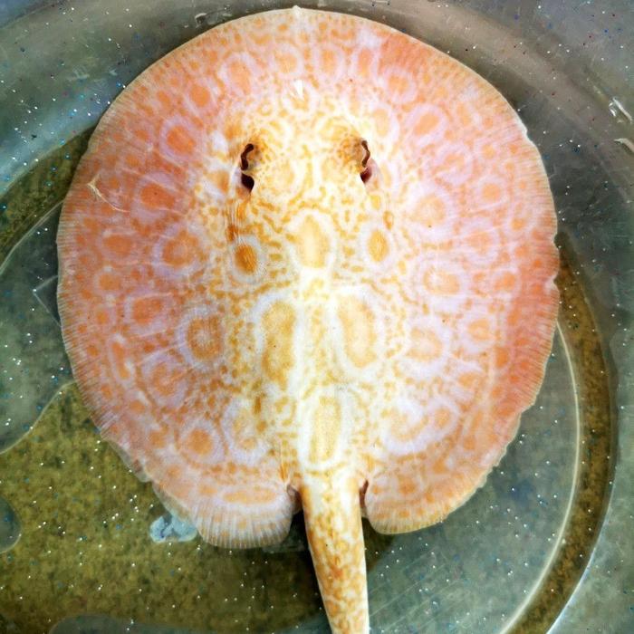 Jual redlucy albino stingray quality batch 2 - Kota Bekasi - OBI ...