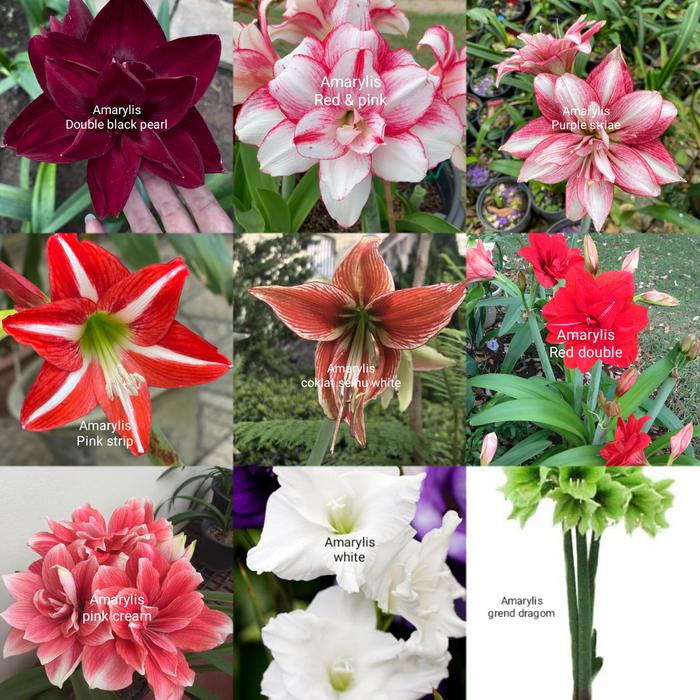 Jual Tanaman hias paket 9 Bakung amrylis macam macam bunga - Kab. Bogor ...