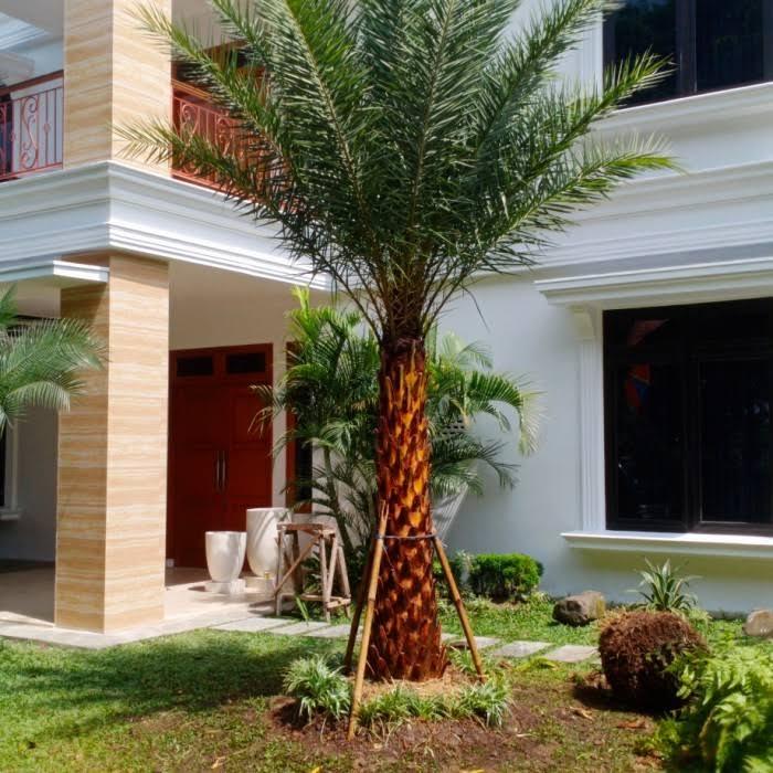 Jual tanaman palem kenari silver tis/pohon pelindung kenari silver tis ...