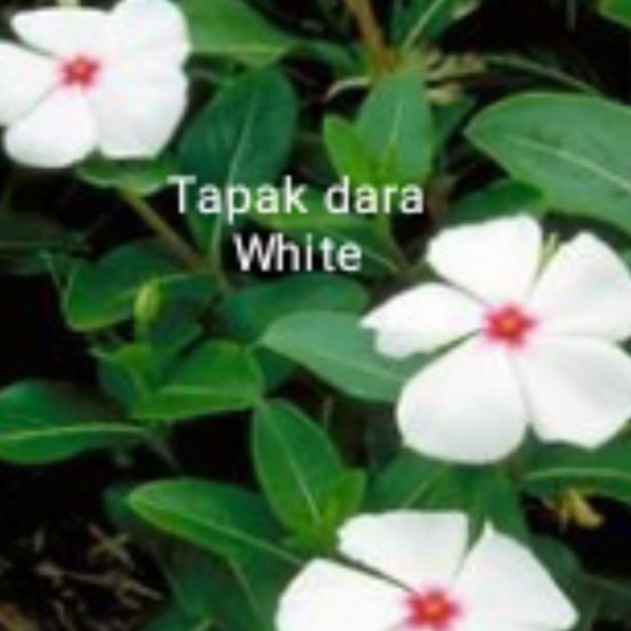 Jual Tanaman hias tapak dara atau Vinca bunga white - Kab. Bogor - Only ...
