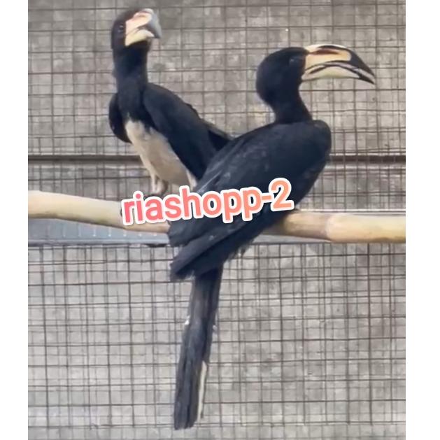 Jual burung african pied hornbil import sepasang mewah langka aviary sultan - Jakarta Timur ...