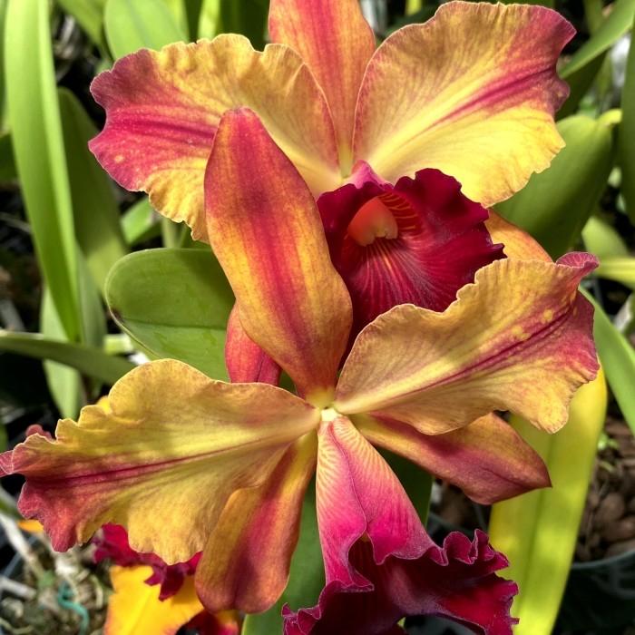 Jual Anggrek Toshie Aoki - CATTLEYA Bumi Orchids Import Mericlone - Kab ...