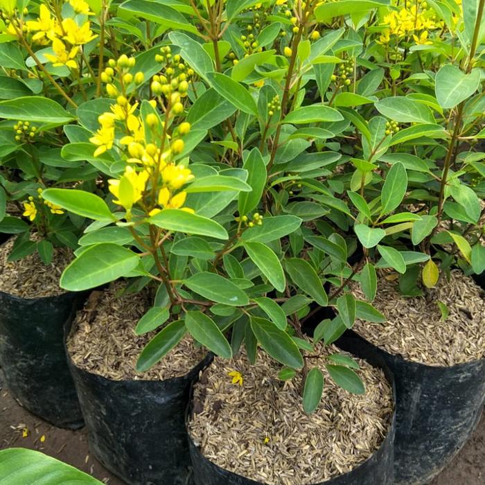 Jual Tanaman hujan mas, tanaman hias hujan mas - Kota Tangerang ...