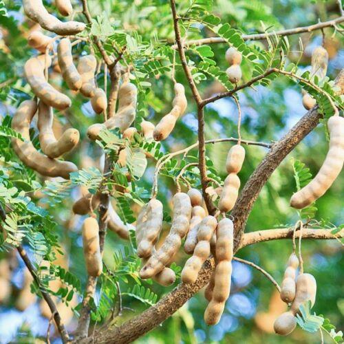 Jual Tanaman Buah Asam Jawa (Tamarindus Indica) - Kota Batu ...