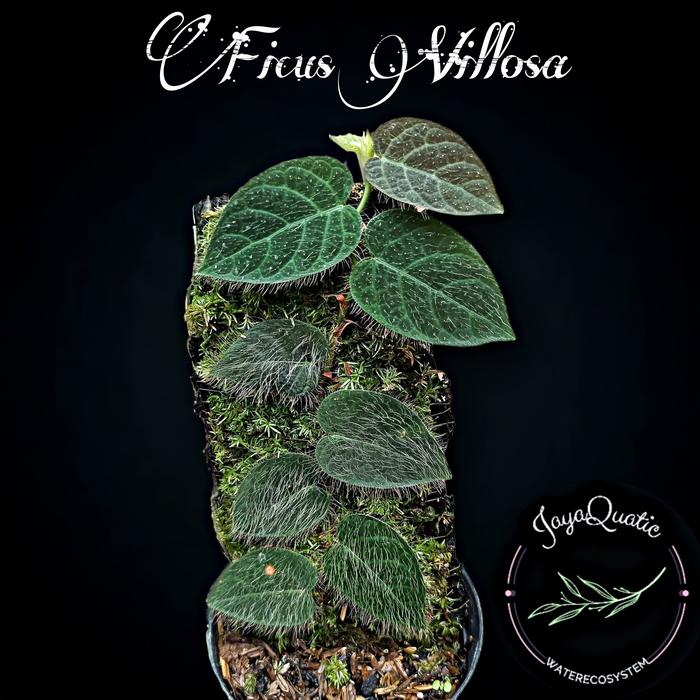 Promo FICUS VILLOSA - TANAMAN RAMBAT PALUDARIUM TERRARIUM JUNGLEPLANT ...