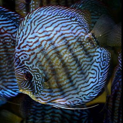 Jual ikan discus altum flora | induk ukuran 4 inc - Kab. Bogor - our ...