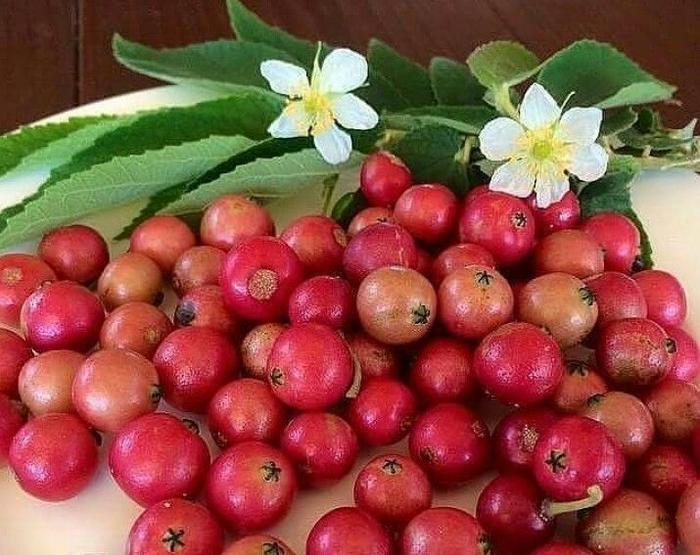 Jual Buah Kersen Segar - Buah Kersem - Ceri Fresh - Talok Segar - 50 ...