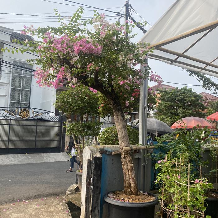 Jual Tanaman Bugenvil Super Premium - Jakarta Barat - little Bali ...
