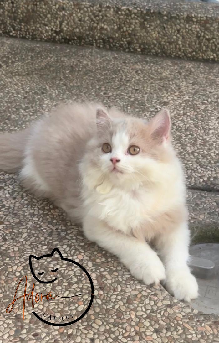 Jual Kucing BLH BSH British Longhair Kitten Anak PED NON PED Long Hair ...