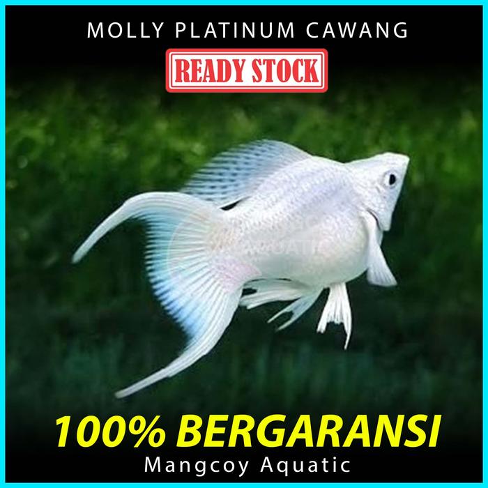 Jual Molly Platinum Cawang / Cagak - Ikan Hias Aquarihm / Aquascape ...