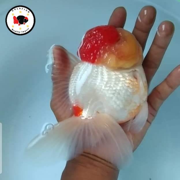 Jual redcap oranda red cap / ikan mas koki oranda jambul super jumbo ...