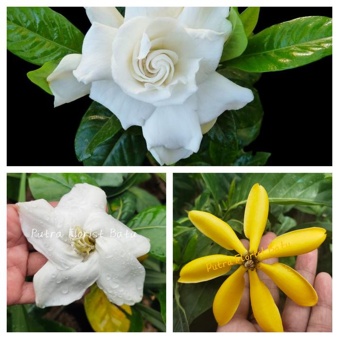 Jual Paket Bibit Tanaman Bunga Harum 3 Macam Gardenia - Kota Batu ...