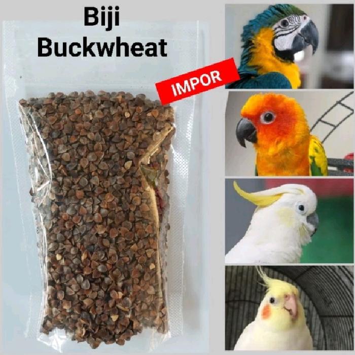 Jual BUCKWHEAT PAKAN MAKANAN BURUNG CONURE FALK PARROT - Kota Cirebon ...