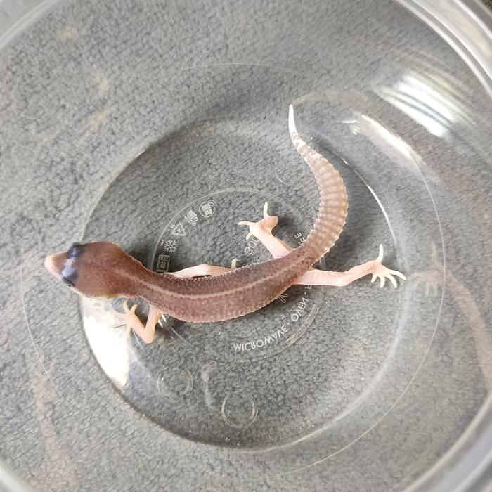 Jual Leopard gecko Super snow Raptor - Kota Tangerang - Reptile Land ...